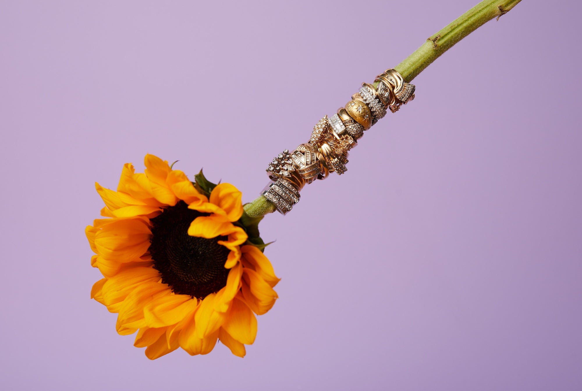 New Arrivals – Kota